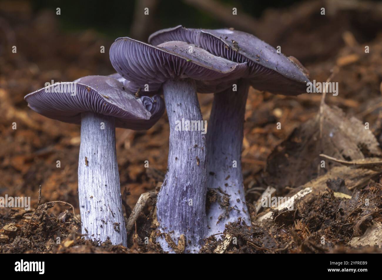 Wood Blewit (Lepista nuda) edible blue mushroom in a forest Stock Photo ...