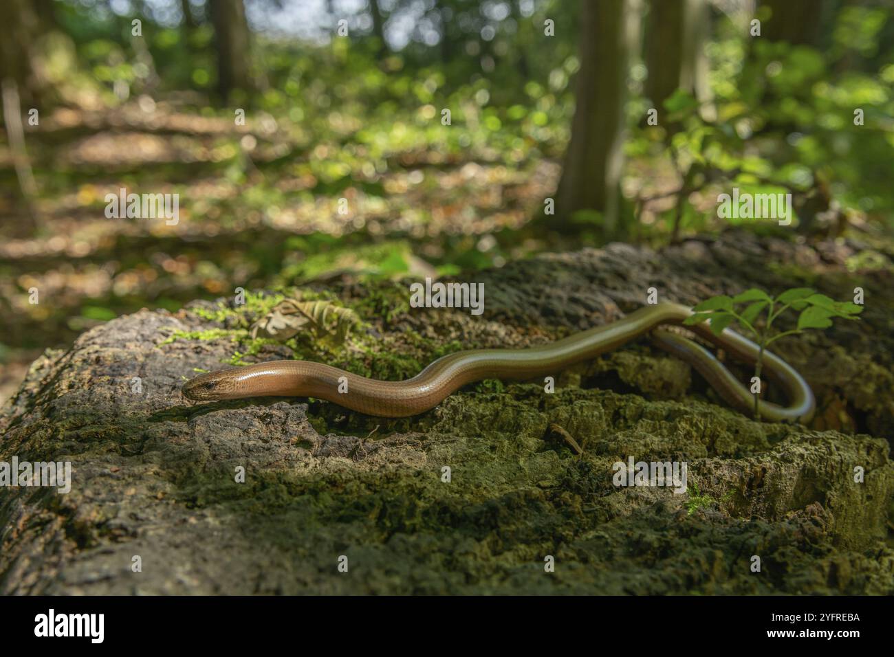 Slow worm (Anguis fragilis) on floor of forest. Alsace, France, Europe ...