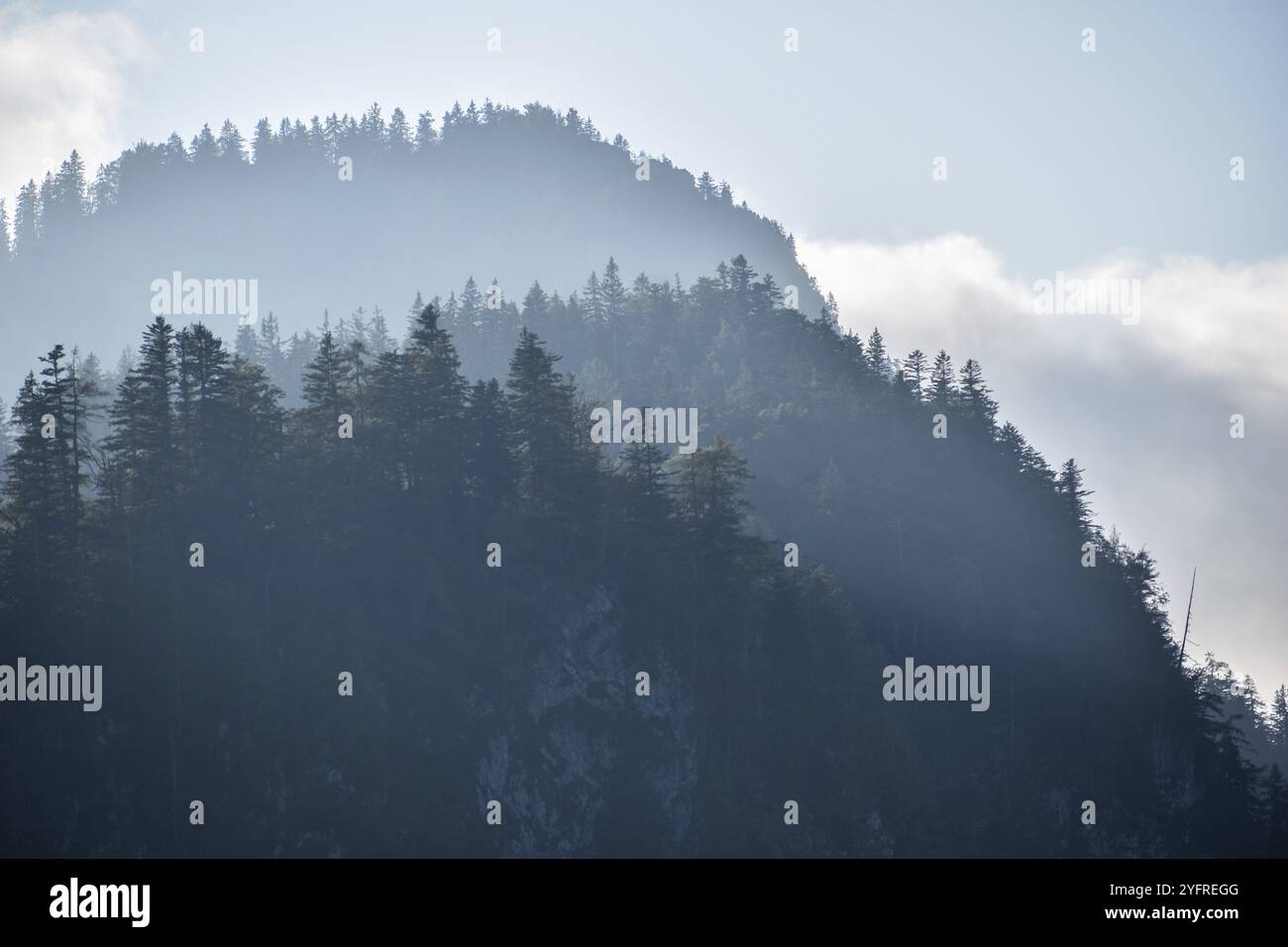 Mountain forest with fog against the light, symbolic image for intact ...