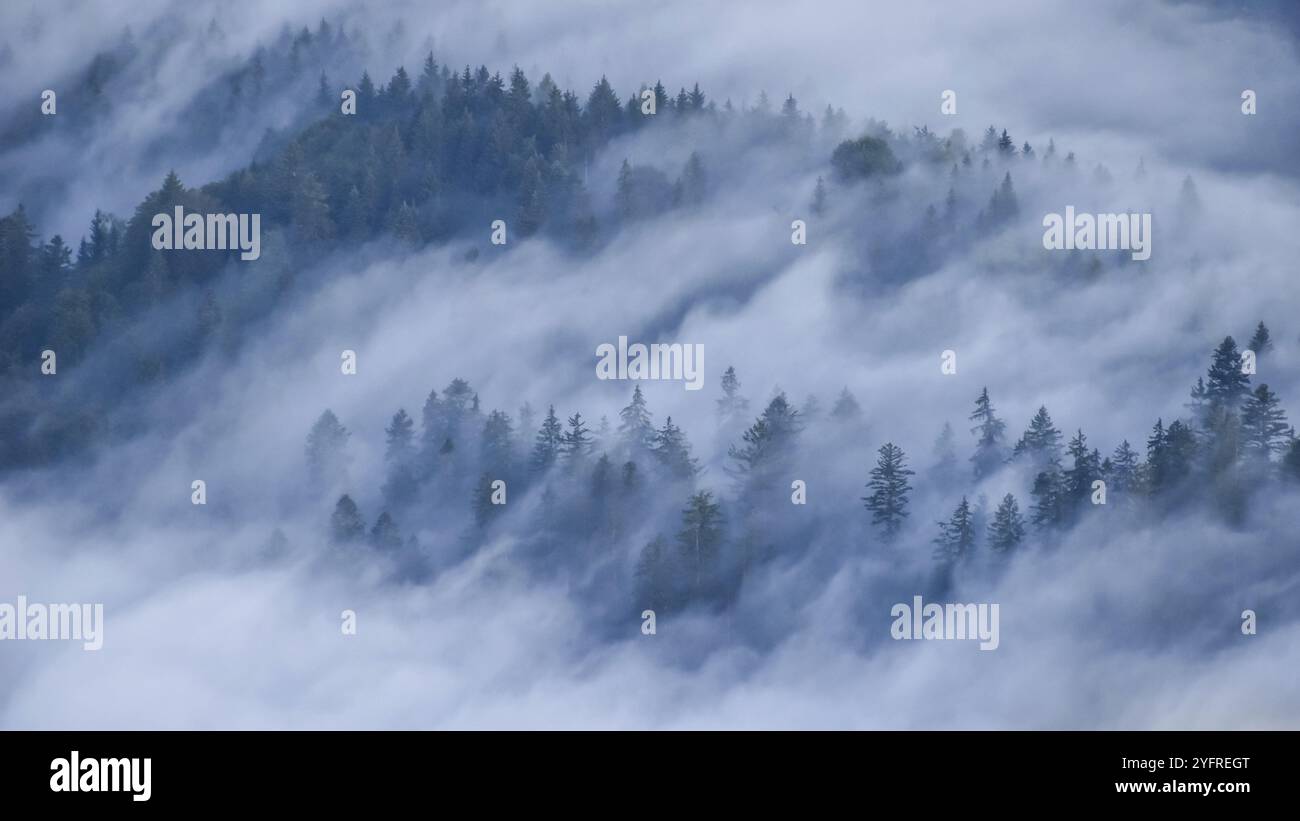 Mountain forest with fog in the Eastern Chiemgau Alps nature reserve ...