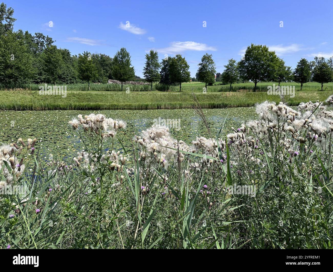 Field thistle (Cirsium arvense), in the background landscape on ...