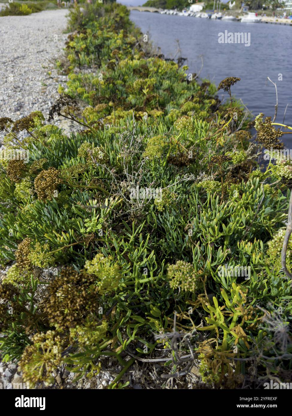 Shore vegetation, various plants, mainly sea fennel, sea fennel, sea ...