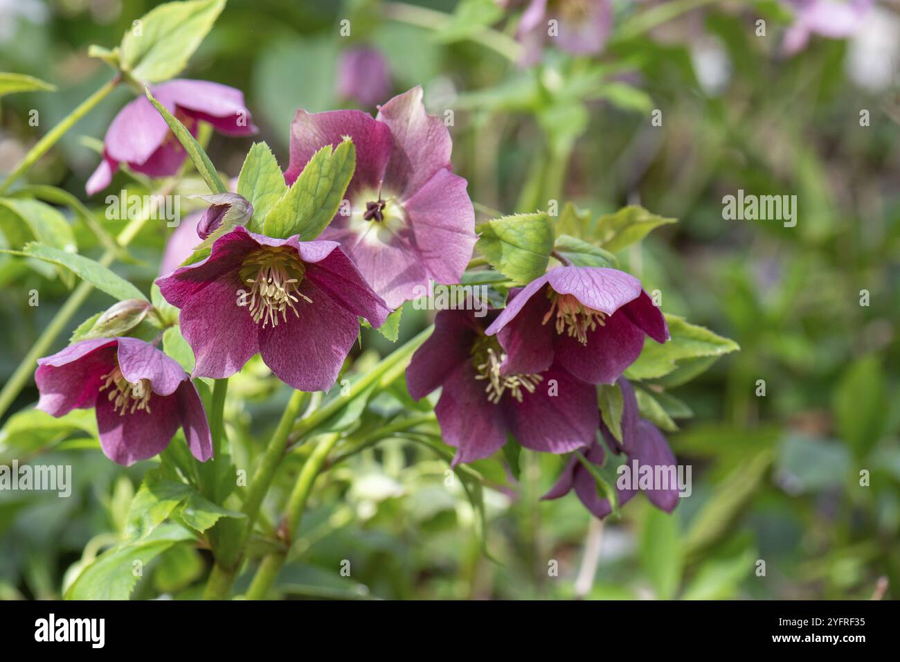 Indriids hi-res stock photography and images - Alamy