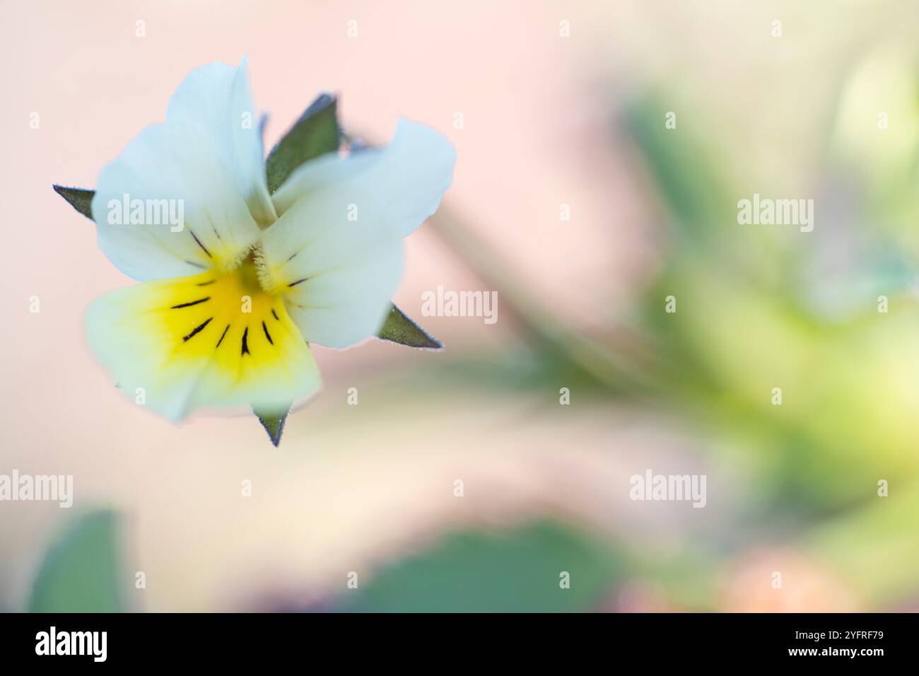 Field pansy (Viola arvensis). Viola arvensis Murray Photo: Magnus ...