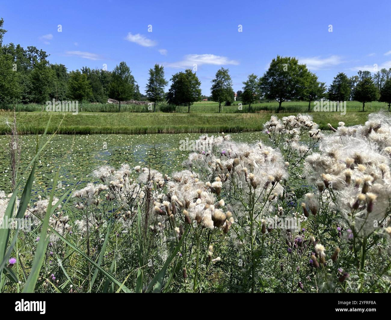 Field thistle (Cirsium arvense), in the background landscape on ...