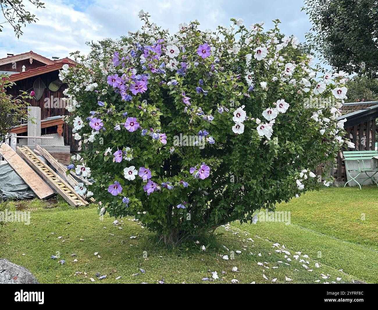 Althaea officinalis, rose mallow, shrub mallow, garden mallow, Syrian ...