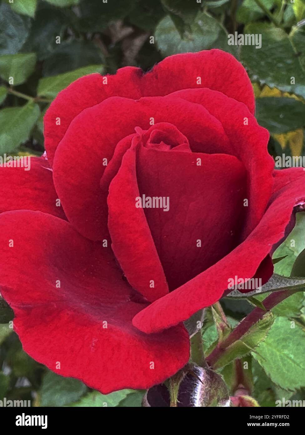 Rosa chinensis hi-res stock photography and images - Alamy