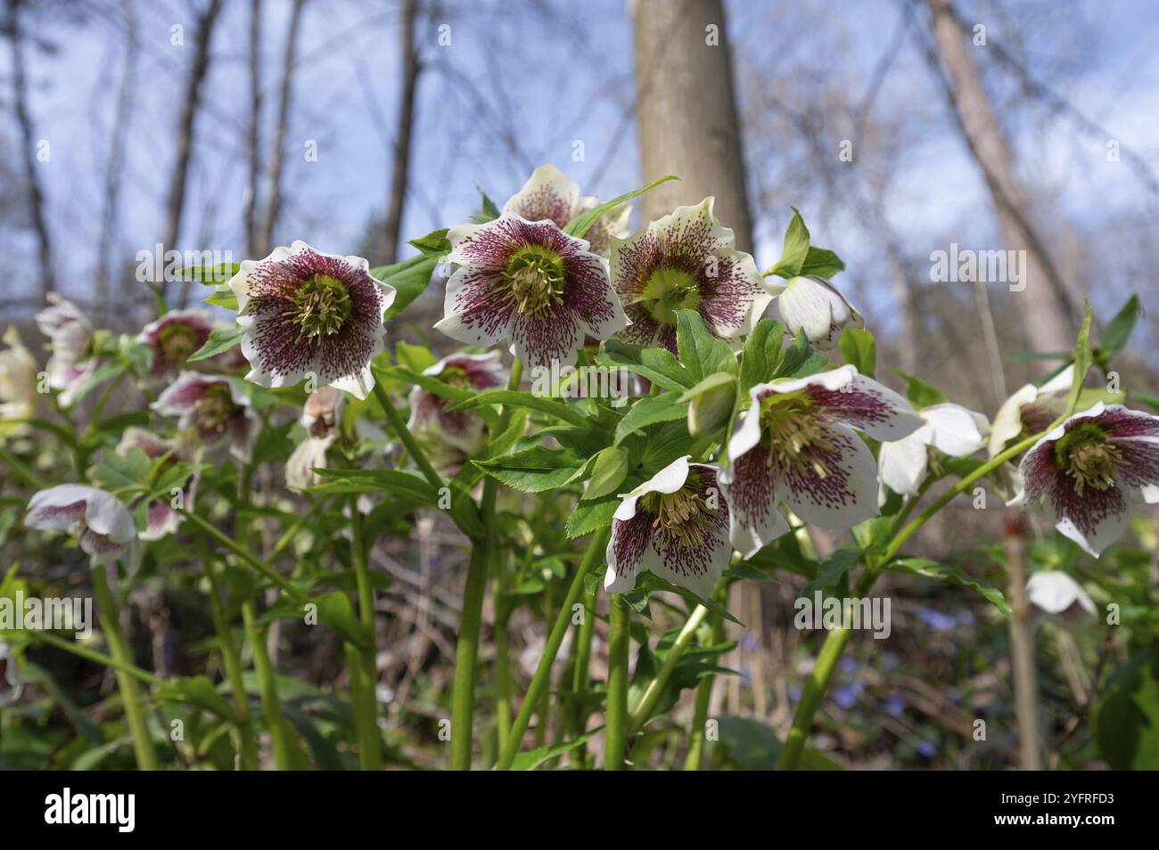 Lenten roses hi-res stock photography and images - Alamy