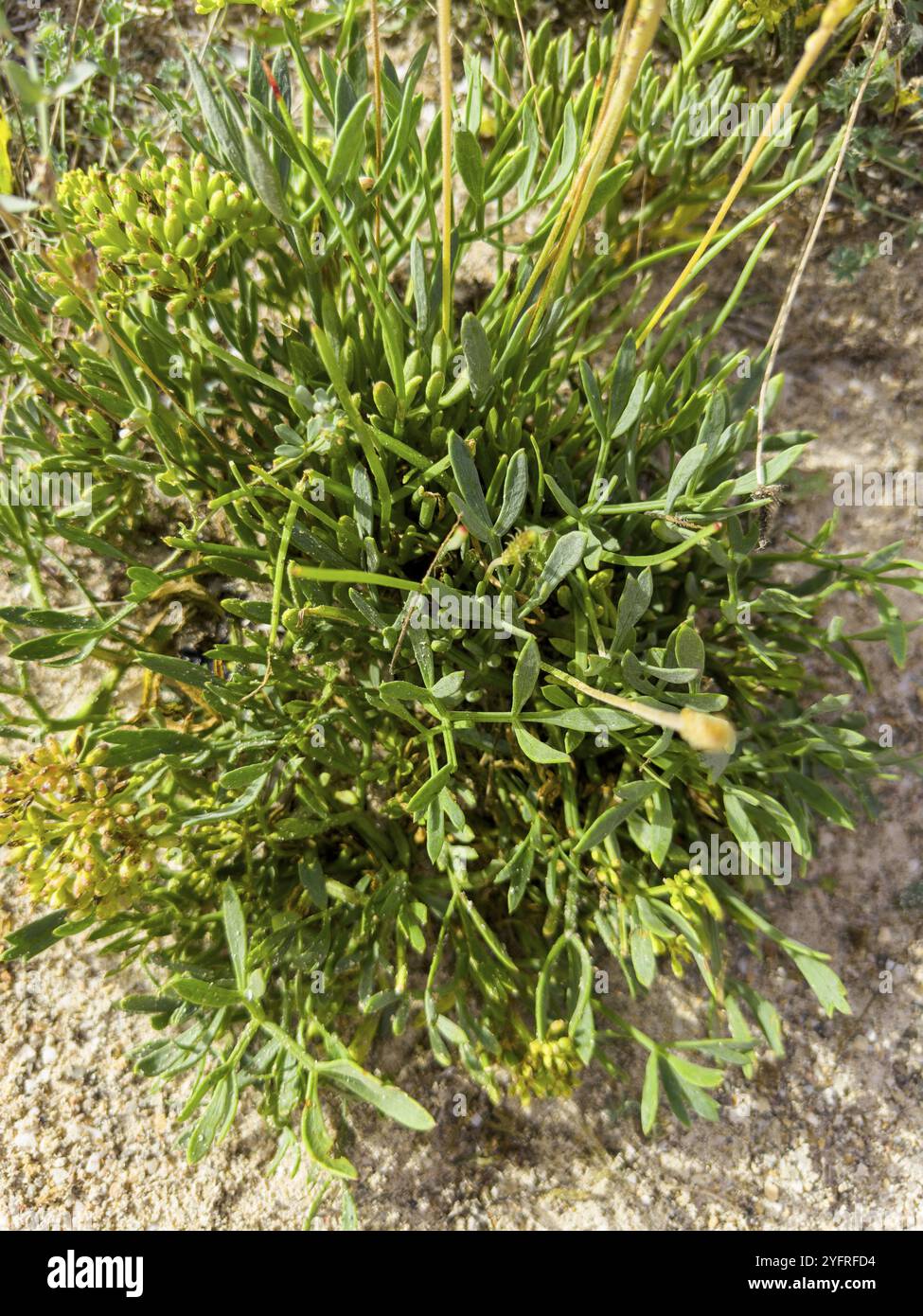 Sea fennel, sea fennel, sea bacillus, beach bacillus, bacillus herb ...