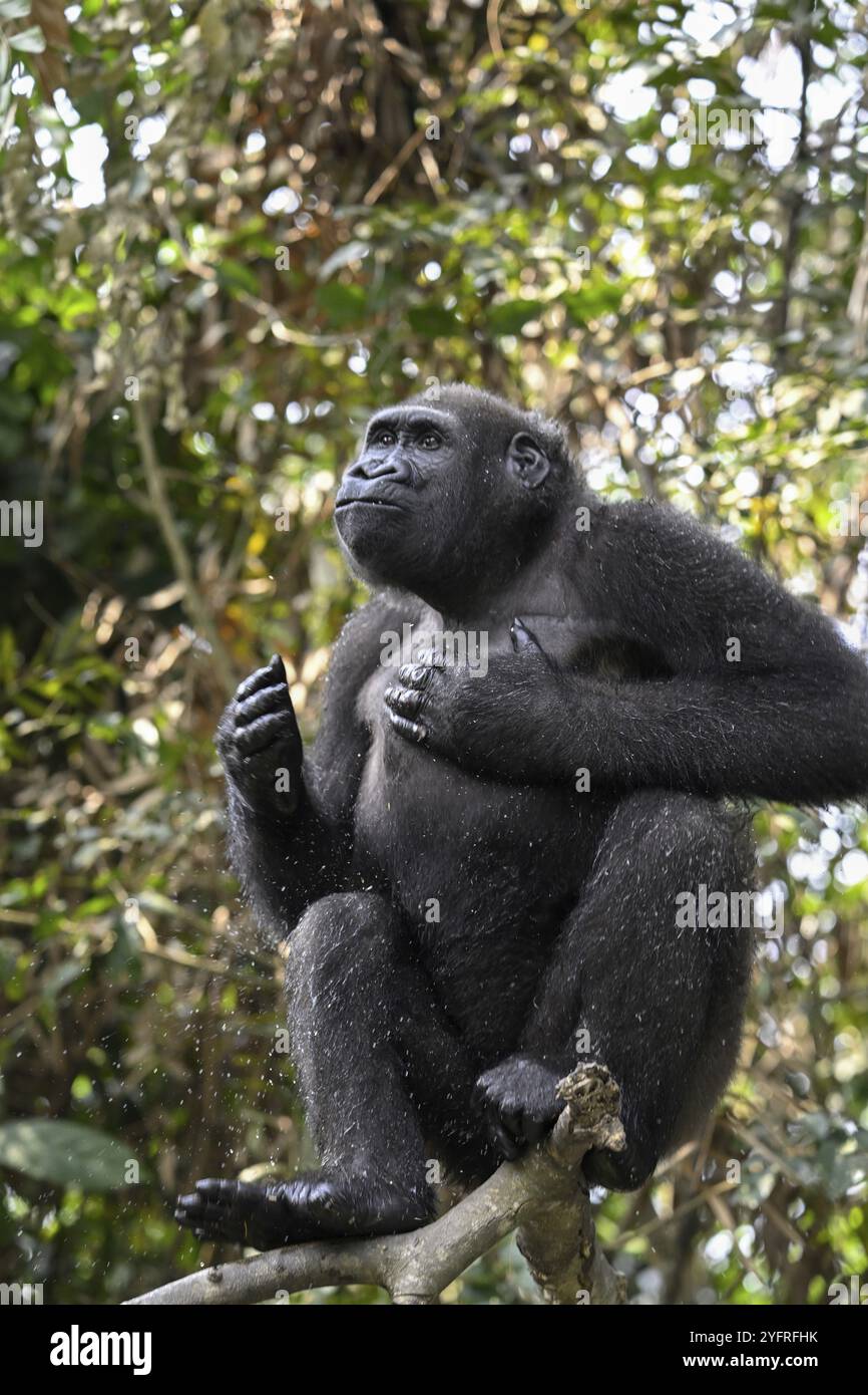 Western lowland gorilla (Gorilla gorilla gorilla) drumming on its chest ...