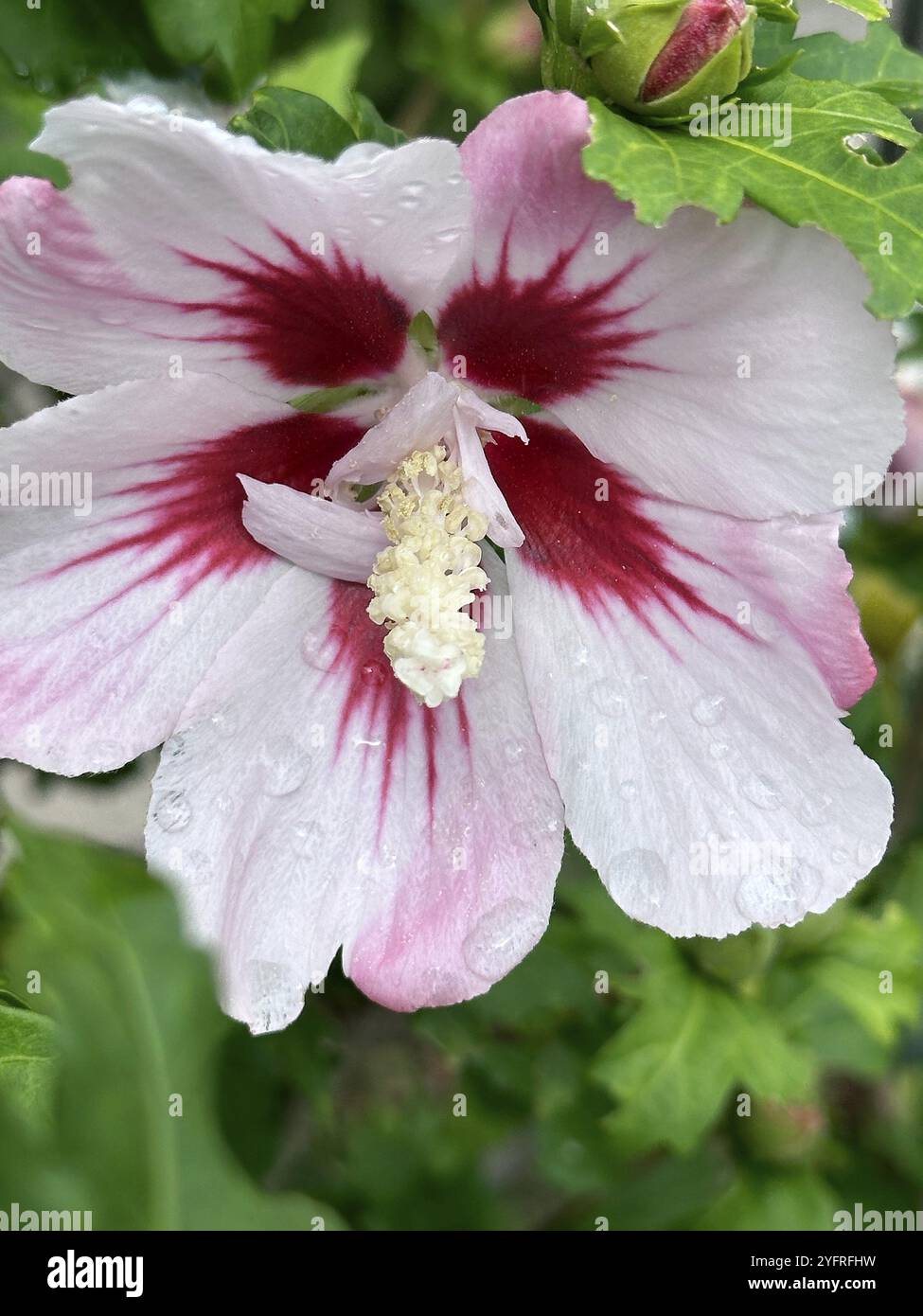 Althaea officinalis, rose mallow, shrub mallow, garden mallow, Syrian ...