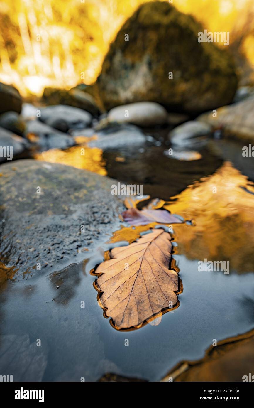 Individual single autumn fall leaf hi-res stock photography and images ...