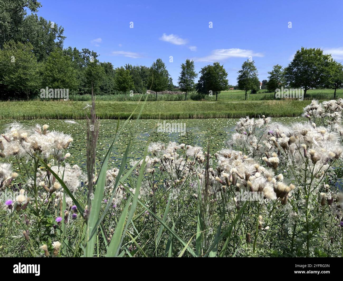 Field thistle (Cirsium arvense), in the background landscape on ...