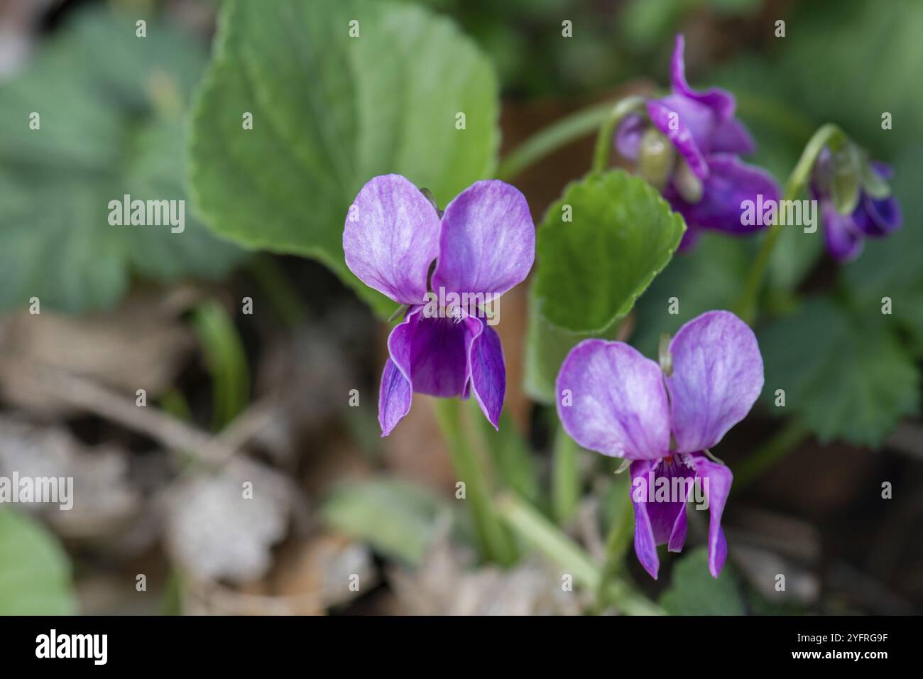 Fragrant violet (Viola odorata) Bavaria, Germany, Europe Stock Photo ...