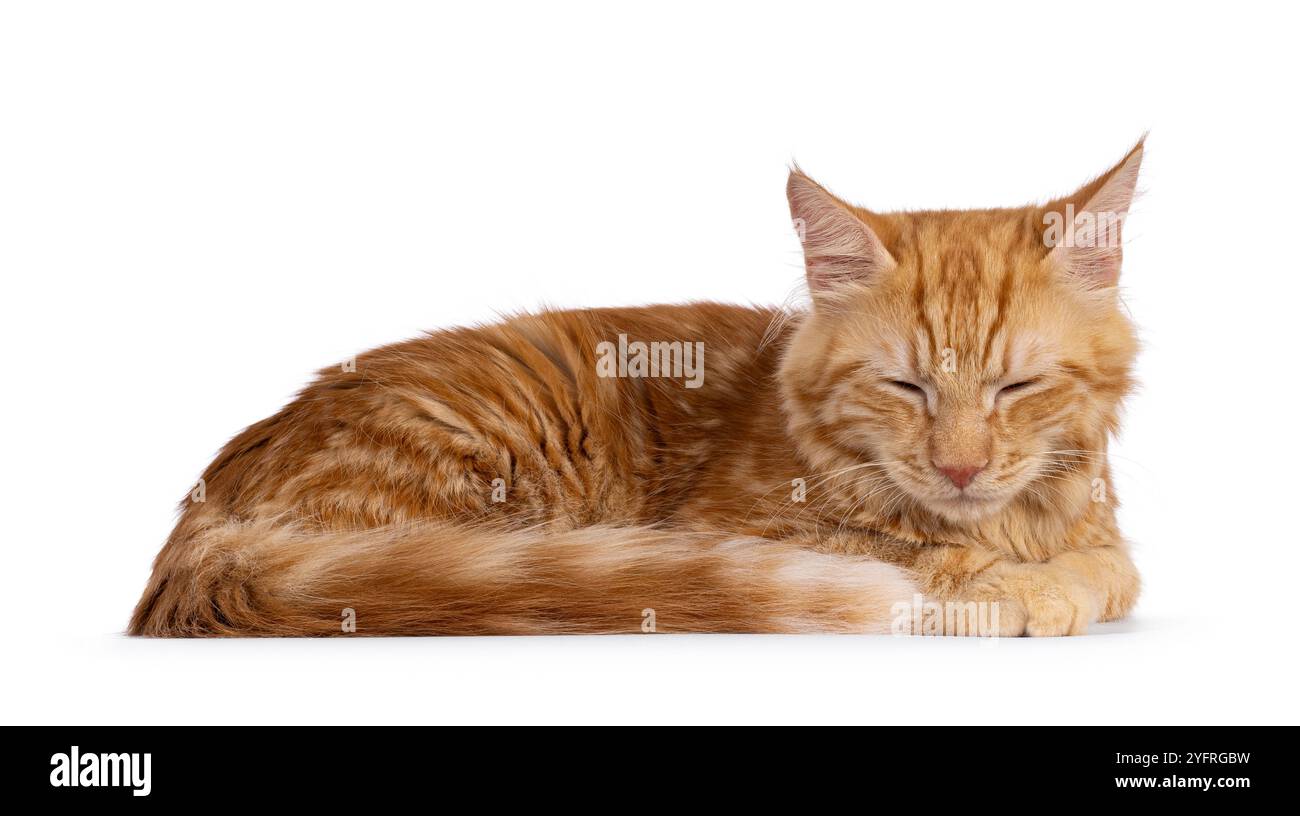 Portrait cat sleeping on Cut Out Stock Images & Pictures - Alamy