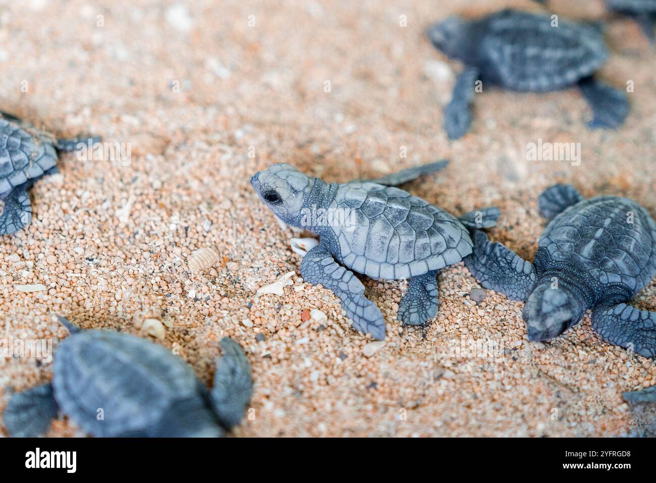 Baby Sea Turtles Stock Photo - Alamy