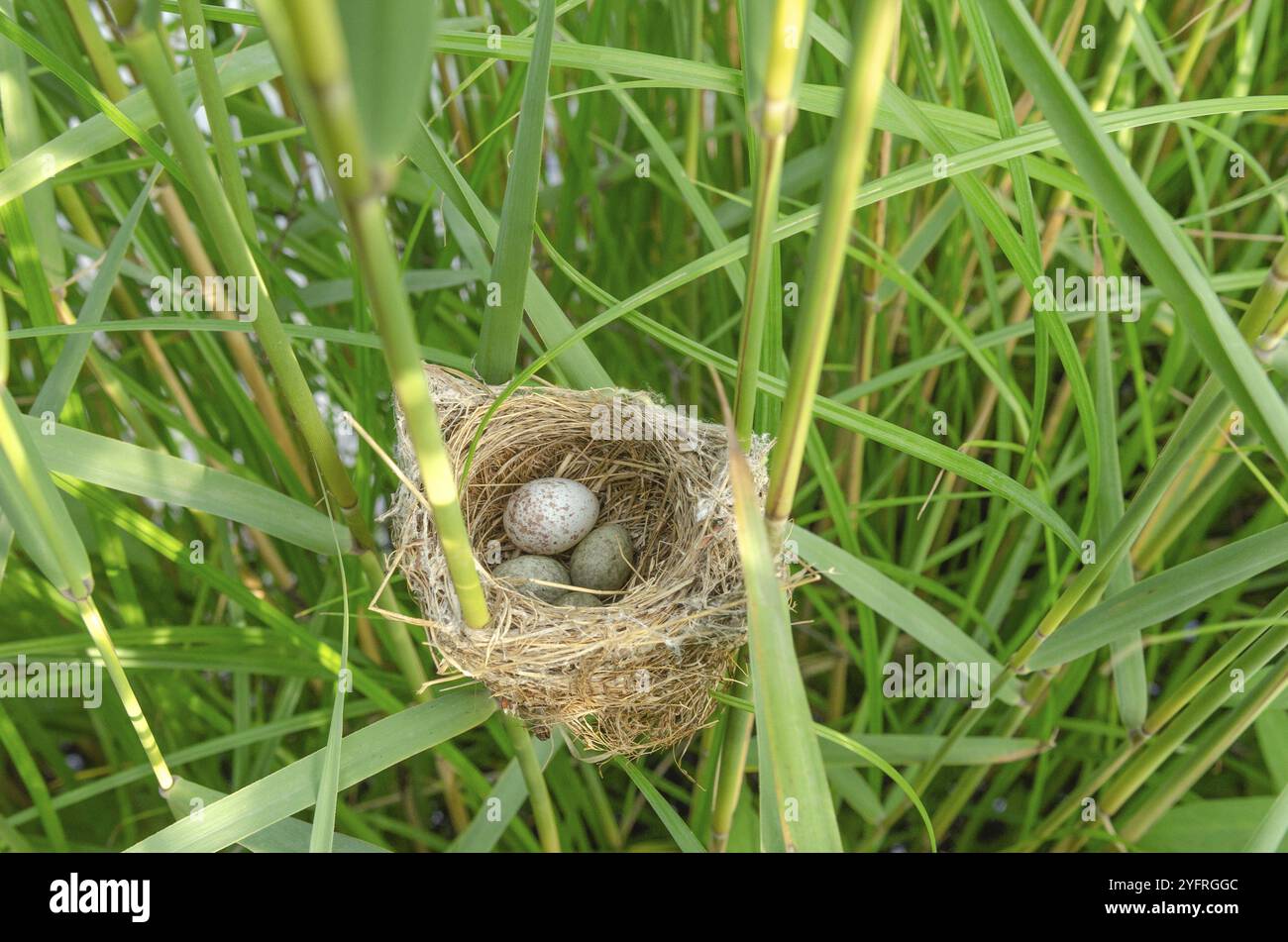 Nest of Common Reed Warbler (Acrocephalus scirpaceus) with an egg of ...