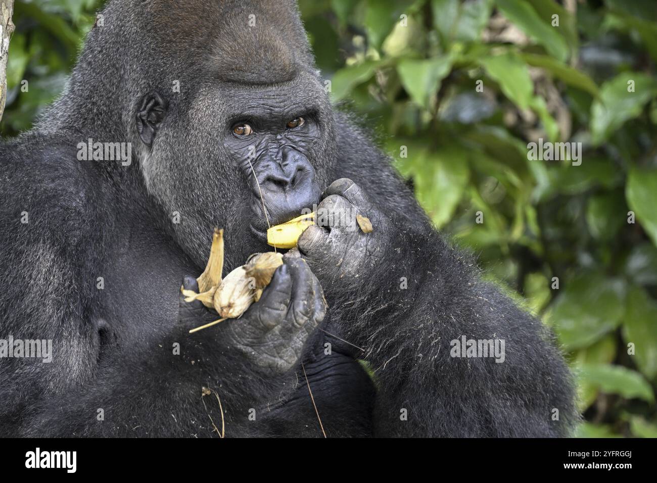 Western lowland gorilla (Gorilla gorilla gorilla) eating a banana, male ...