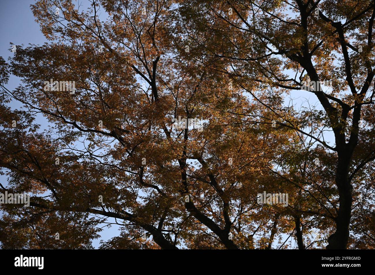 Maple tree autumn leaves on the grounds of Nishinomaru Garden a Park ...