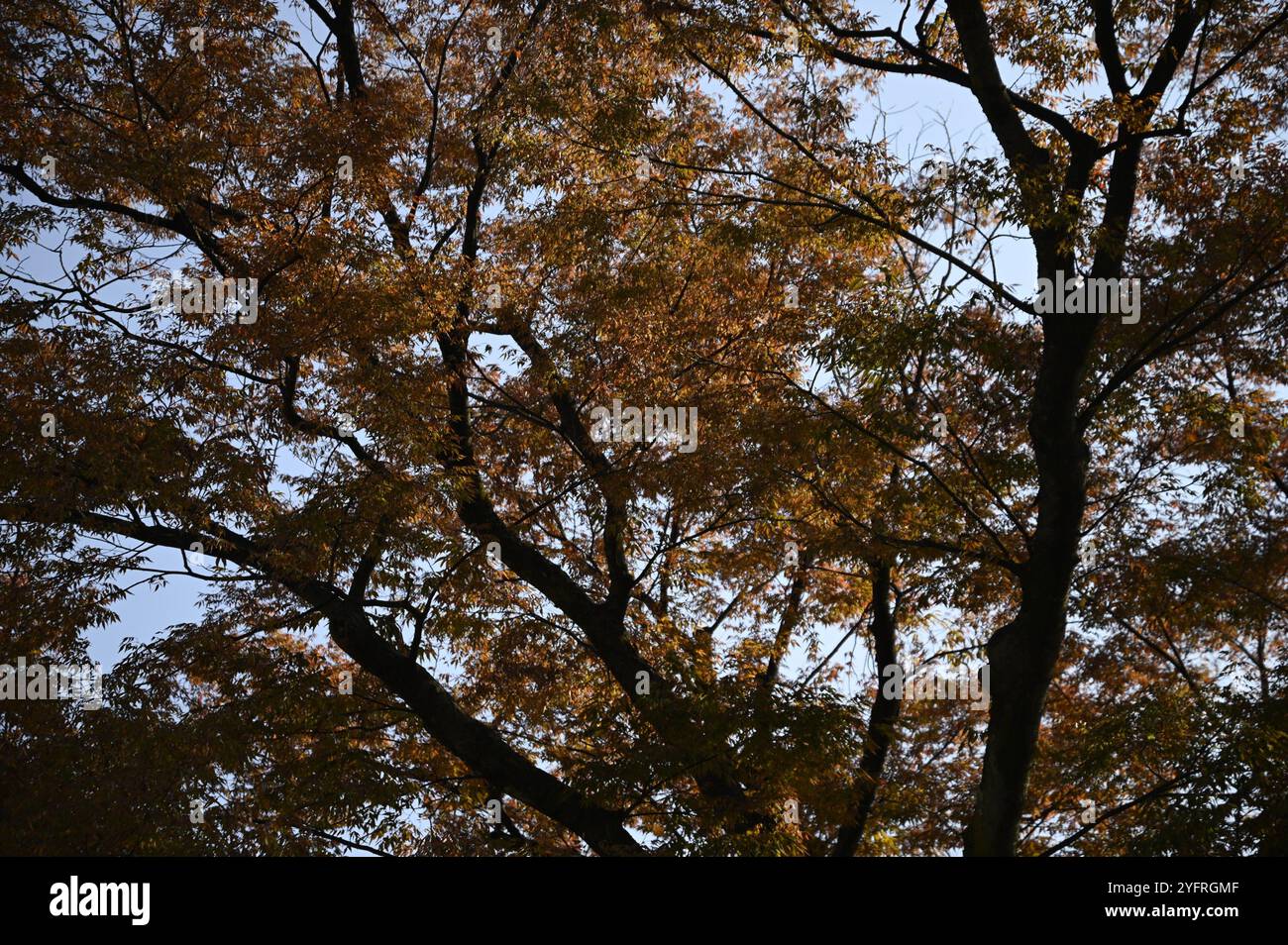 Maple tree autumn leaves on the grounds of Nishinomaru Garden a Park ...