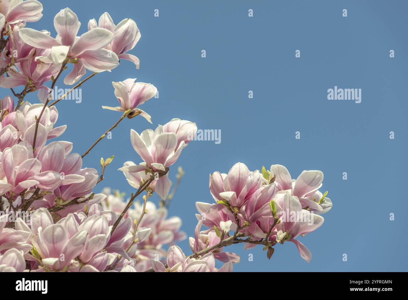 Magnolia in bloom in spring in a french garden Stock Photo - Alamy