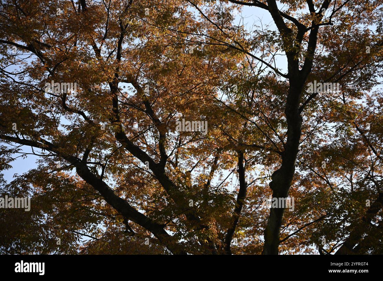 Maple tree autumn leaves on the grounds of Nishinomaru Garden a Park ...
