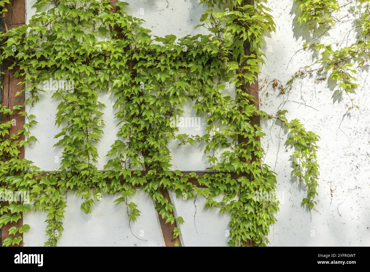 Ornamental Virginia Creeper on a half-timbered house. Alsace, France ...