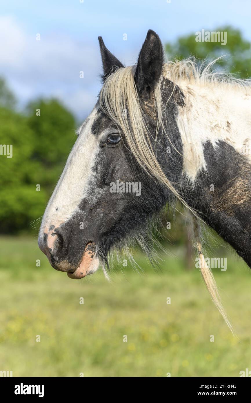 Horse head eyes look camera hi-res stock photography and images - Alamy