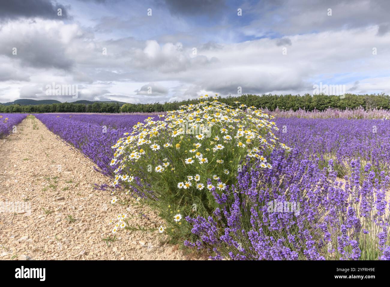 Lavender fields in bloom in Provence. Pays de Sault (Vaucluse Stock ...