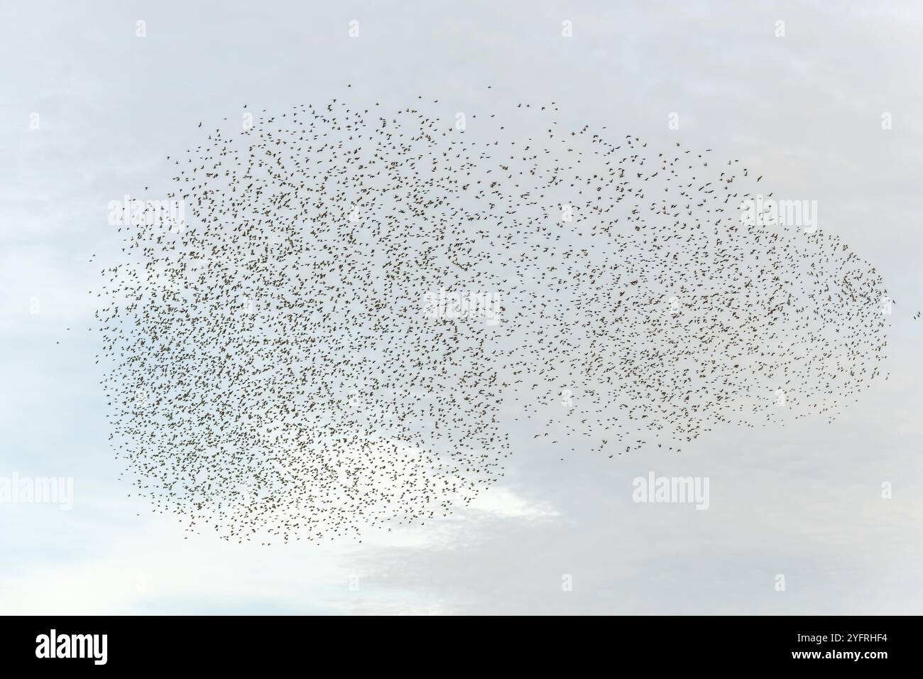Cloud of starlings. Thousands of starlings synchronize their flight in ...