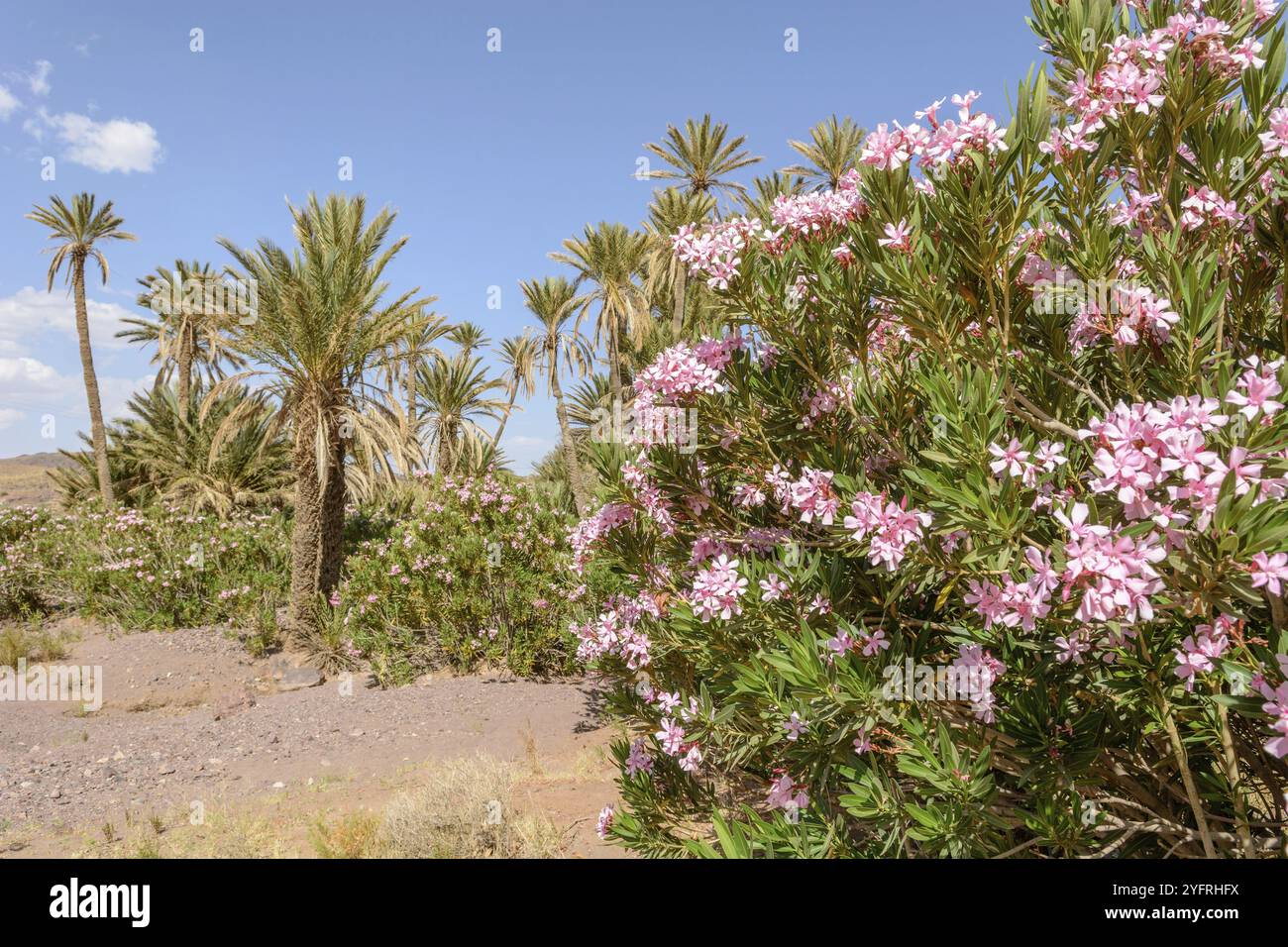 Plant oasis of palm trees and oleander in a stone desert in Morocco ...
