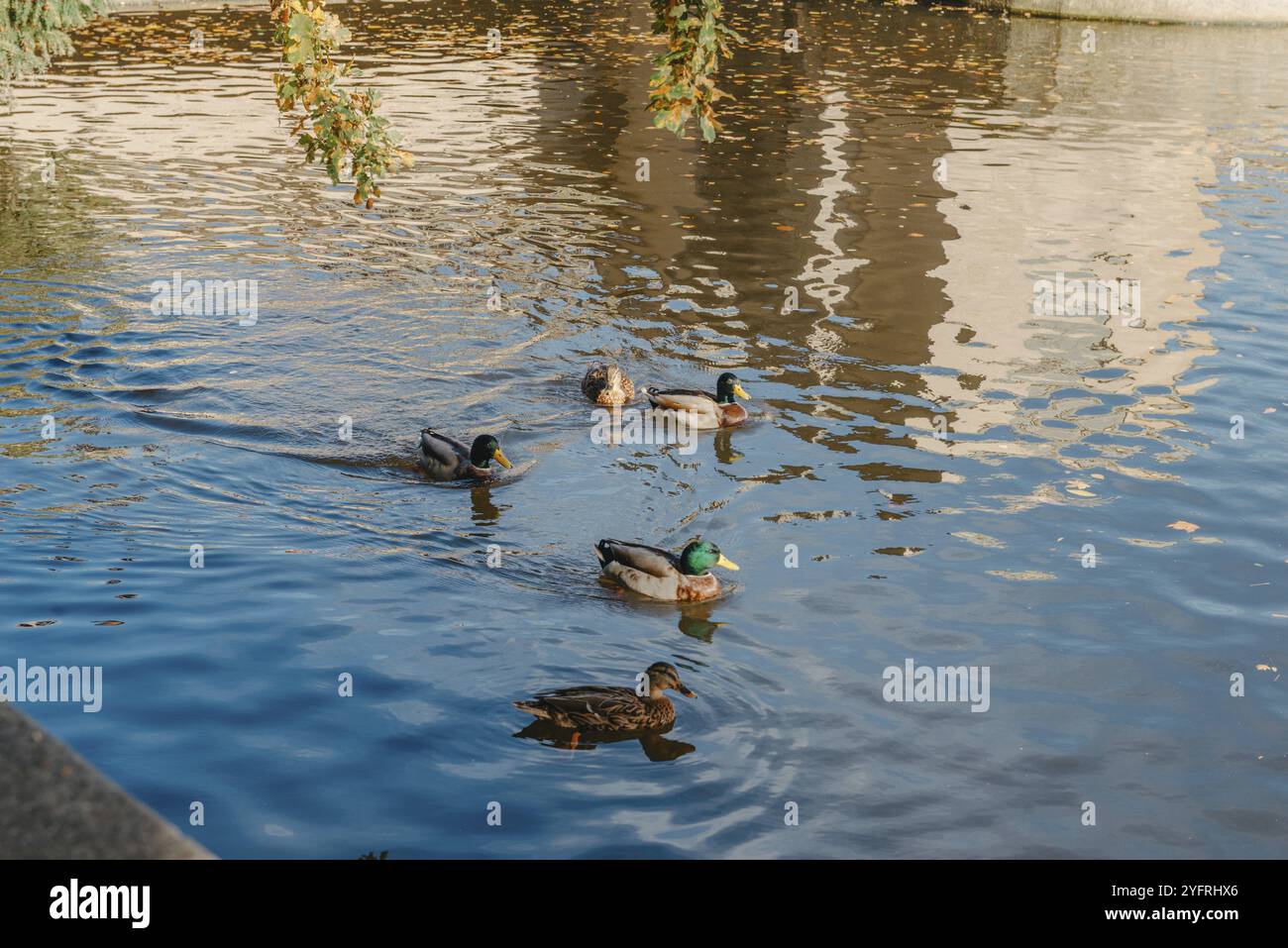 Ducks on the lake in the park. Park in the fall. Autumn trees. Wild ...