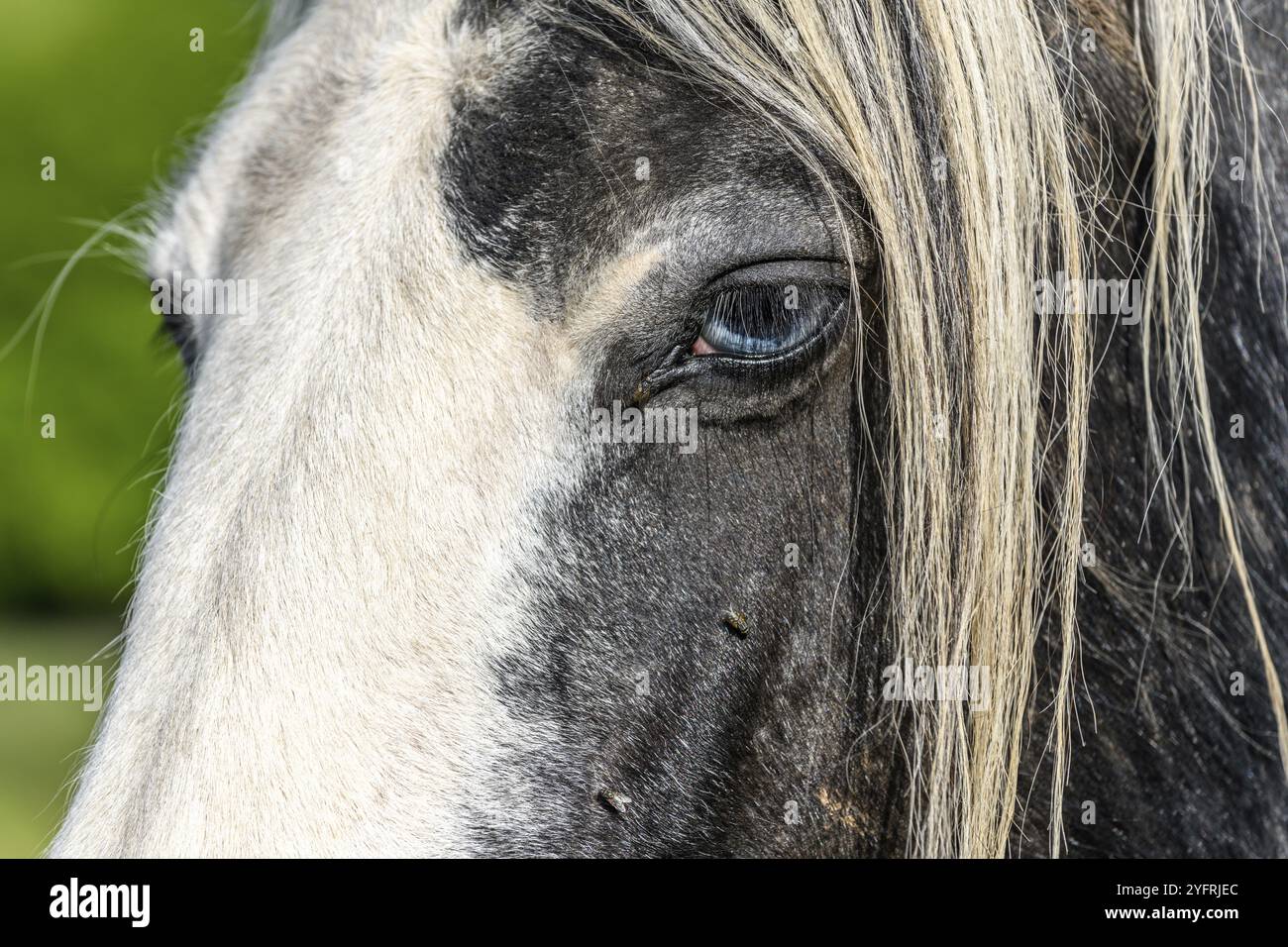 Portrait of an irish cob horse with blue eyes. Pasture of the French ...