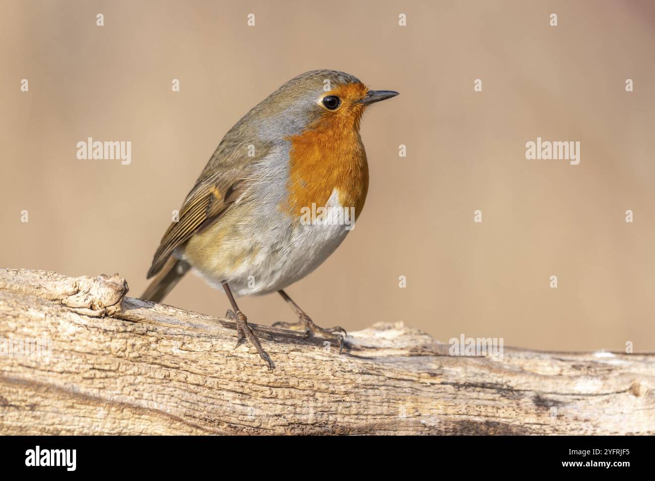 Lorraine robins hi-res stock photography and images - Alamy