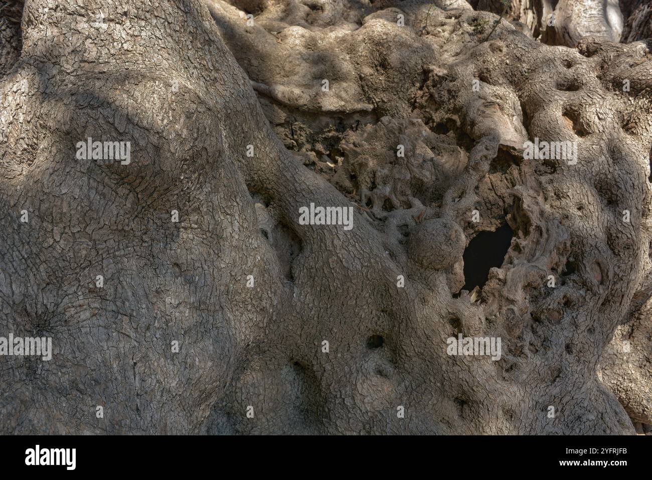 Millennial olive tree from Roquebrune-Cap-Martin. France Stock Photo ...