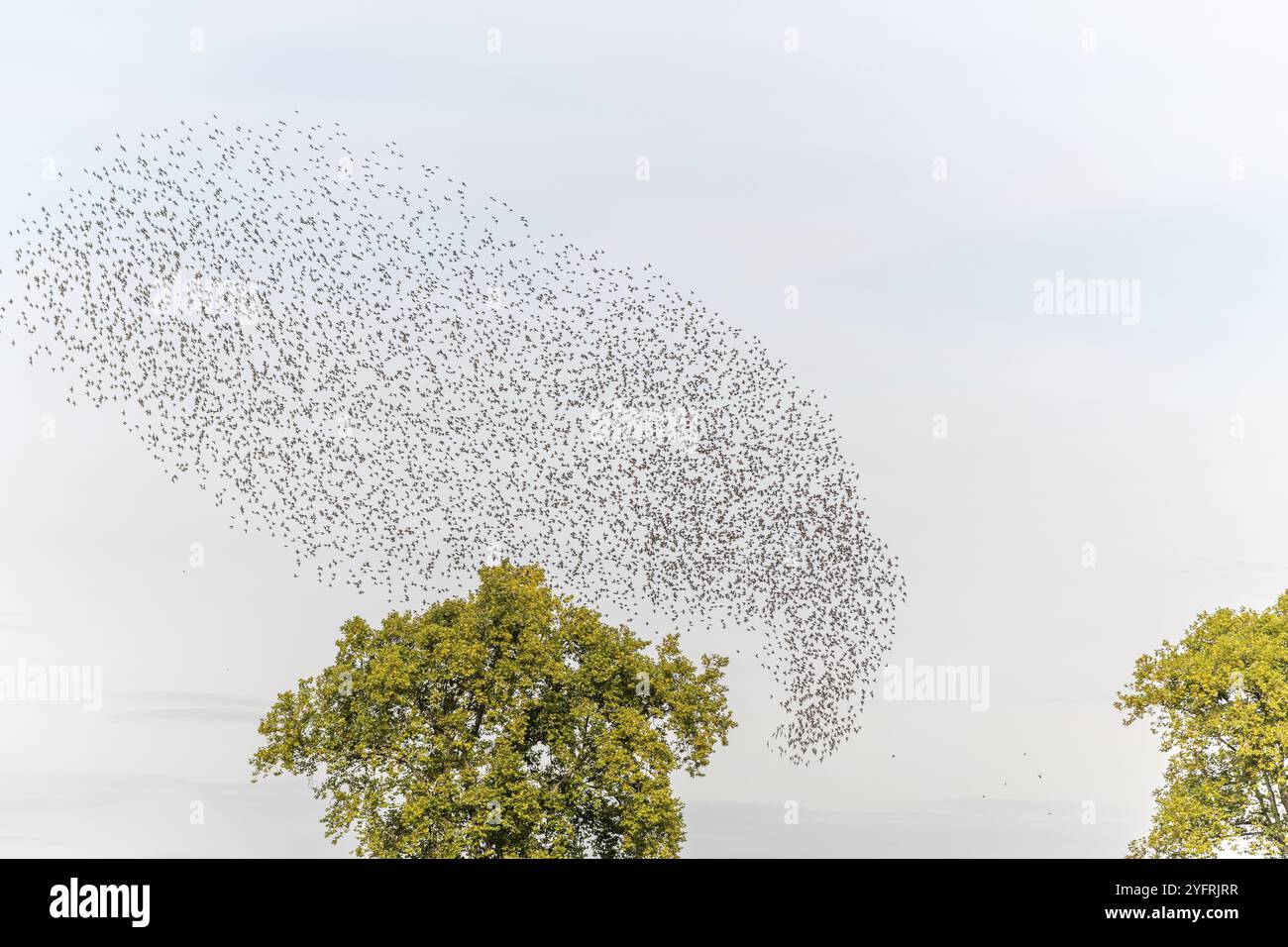 Cloud of starlings. Thousands of starlings synchronize their flight in autumn. France Stock ...