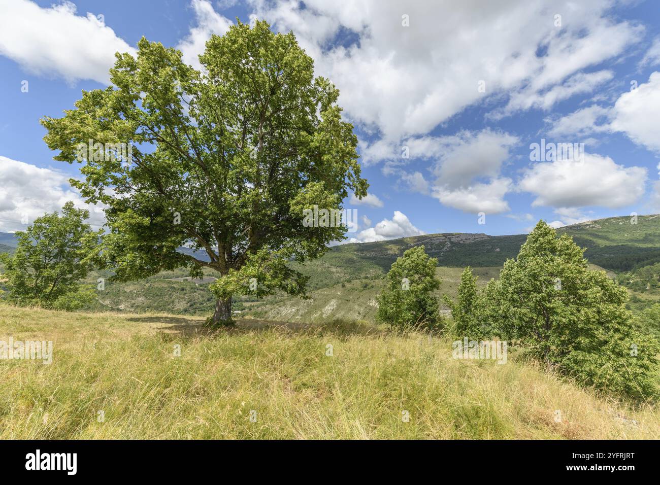 Lime tree at the top of a mountain in the Drome. France, Provence Stock ...