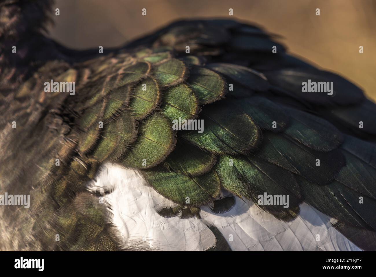 A portrait of a muscovy duck, a species of Geese also known as barbary ...