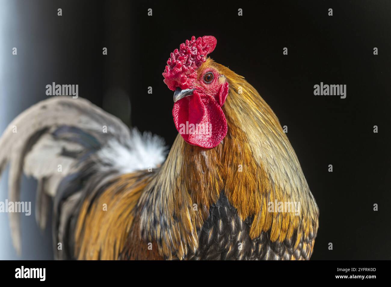 Portrait of a Rooster in a farmyard. Educational Farm, rhinau, alsace ...