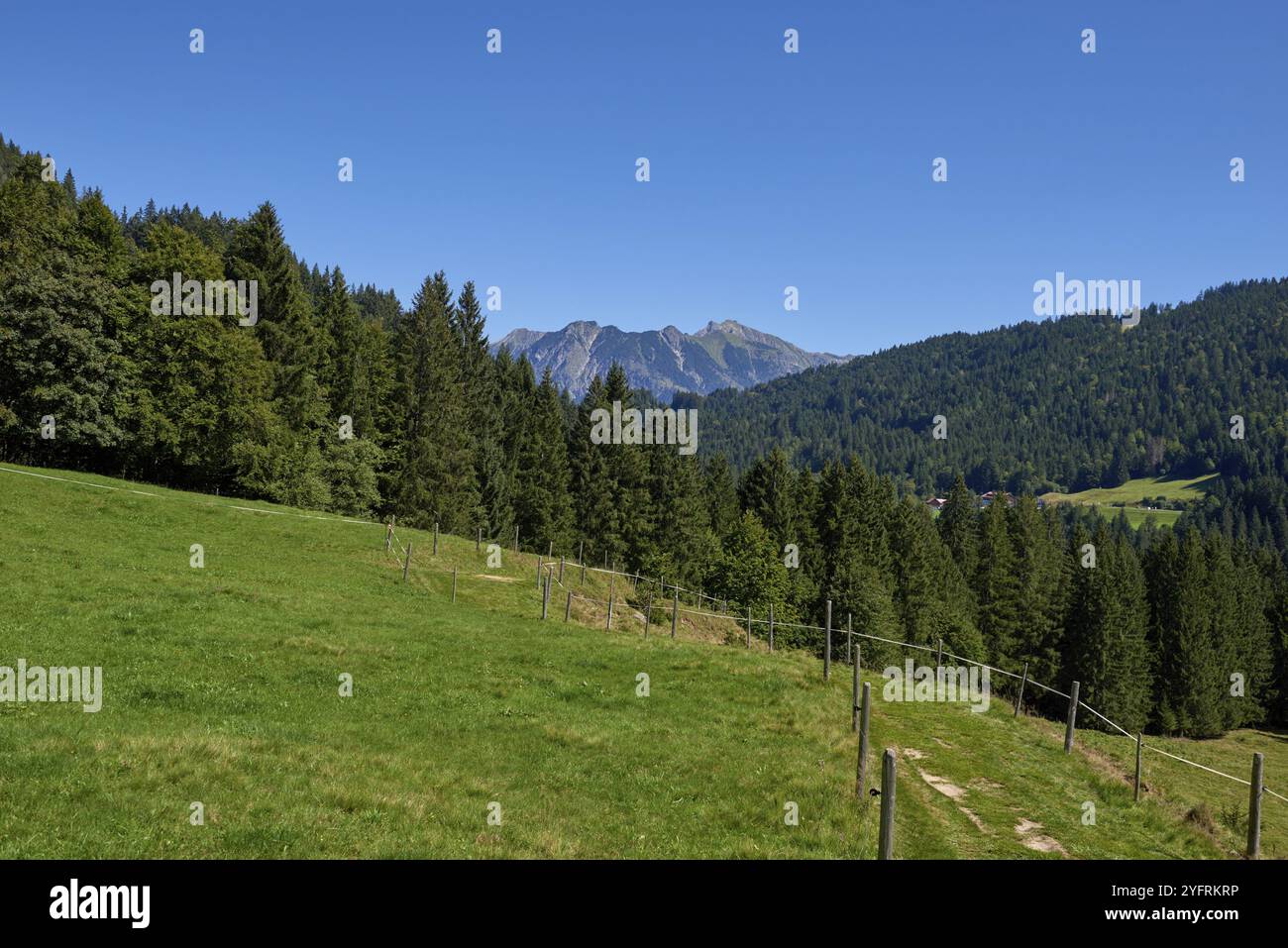 Alpine Bliss Unveiled: Meadows and Evergreen Forests Under Summer Skies ...
