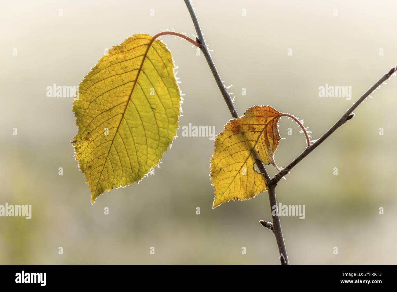 Dead red leaves hi-res stock photography and images - Alamy