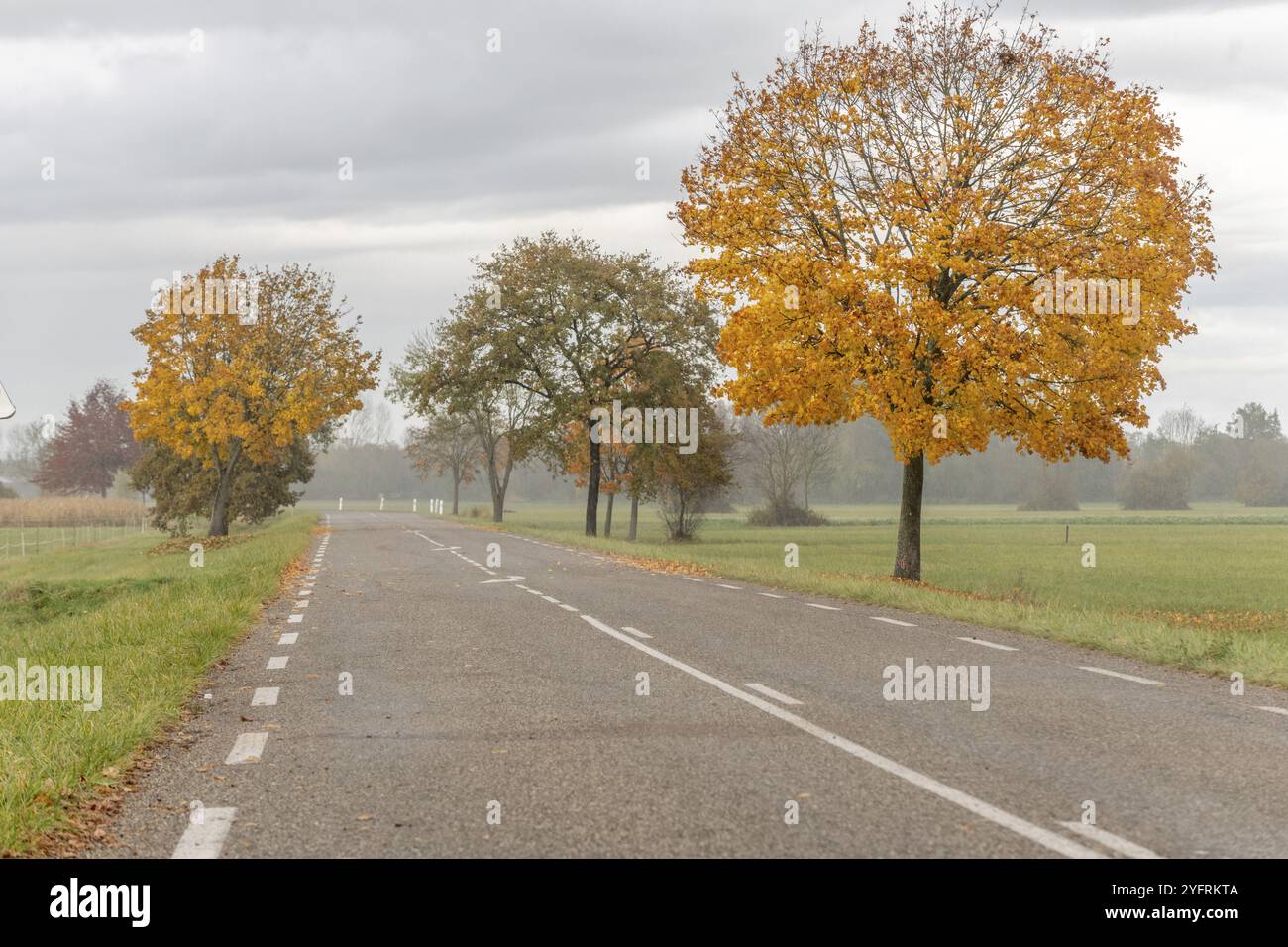 Tree lined street in france hi-res stock photography and images - Alamy