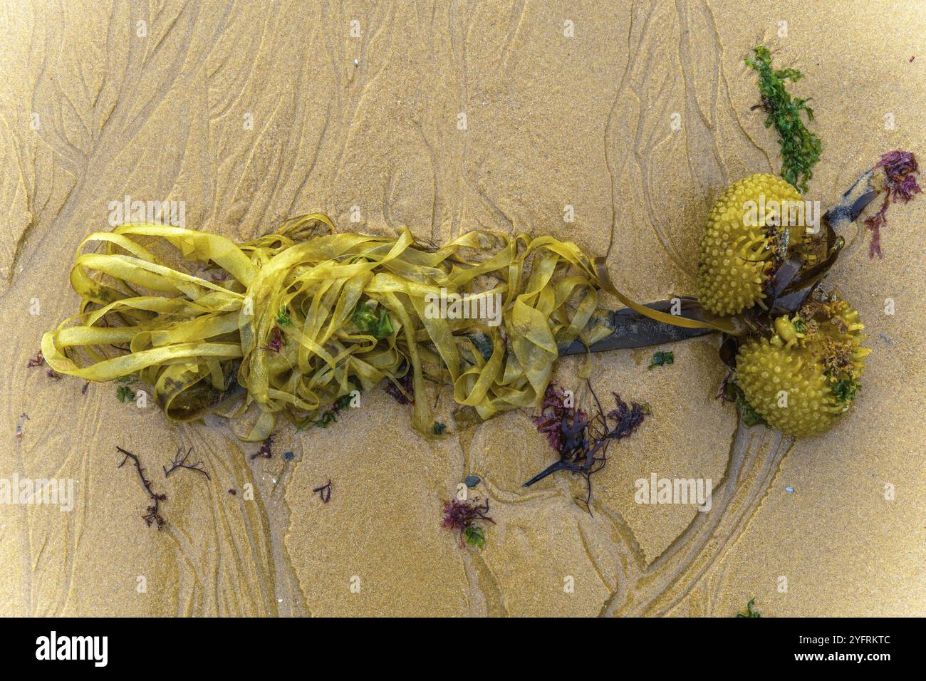 Seaweed at the Atlantic ocean coast on sandy beach Stock Photo - Alamy