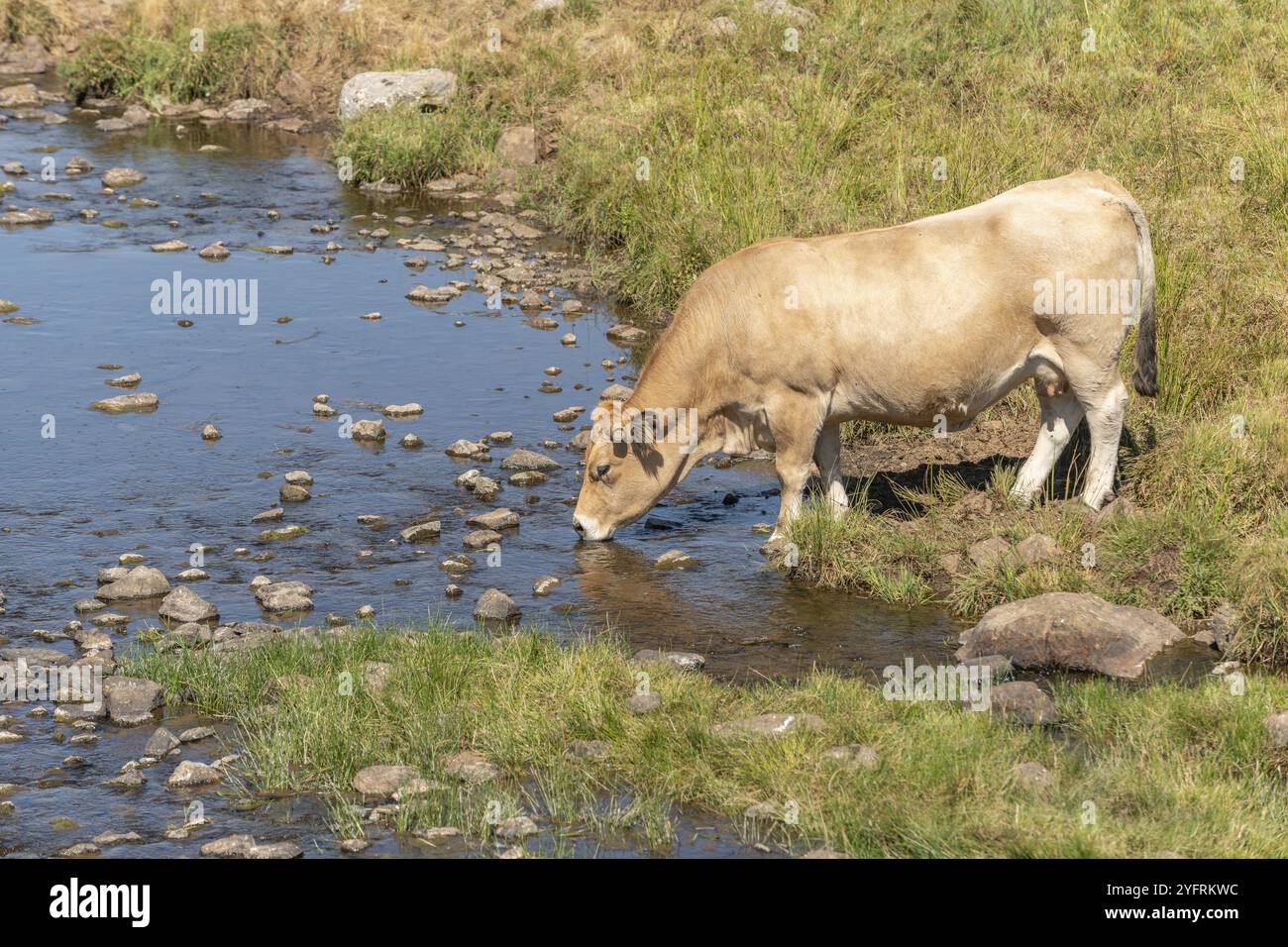 Aubrac cow going to drink in a river in times of drought. Aubrac ...