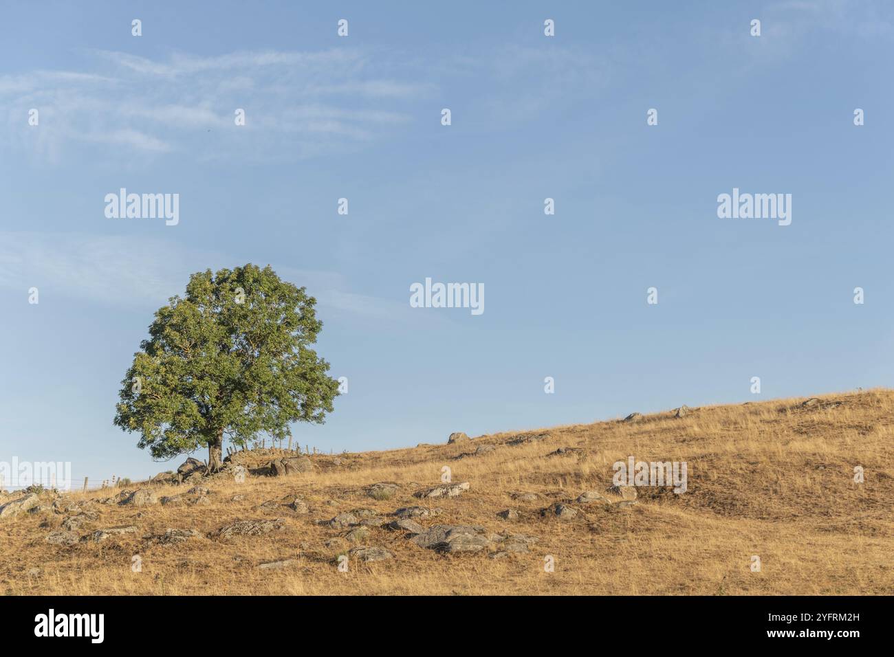Large solitary tree on Aubrac plateau in summer. Cevennes, France ...