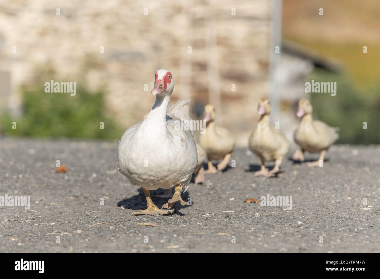 White duck female followed by her chicks on farm. Aubrac, France ...
