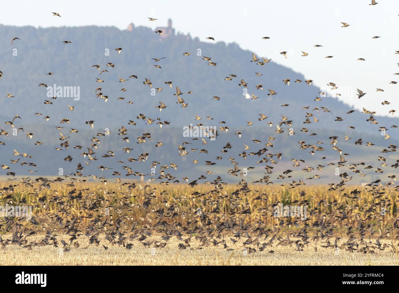Cloud of starlings. Thousands of starlings synchronize their flight in ...