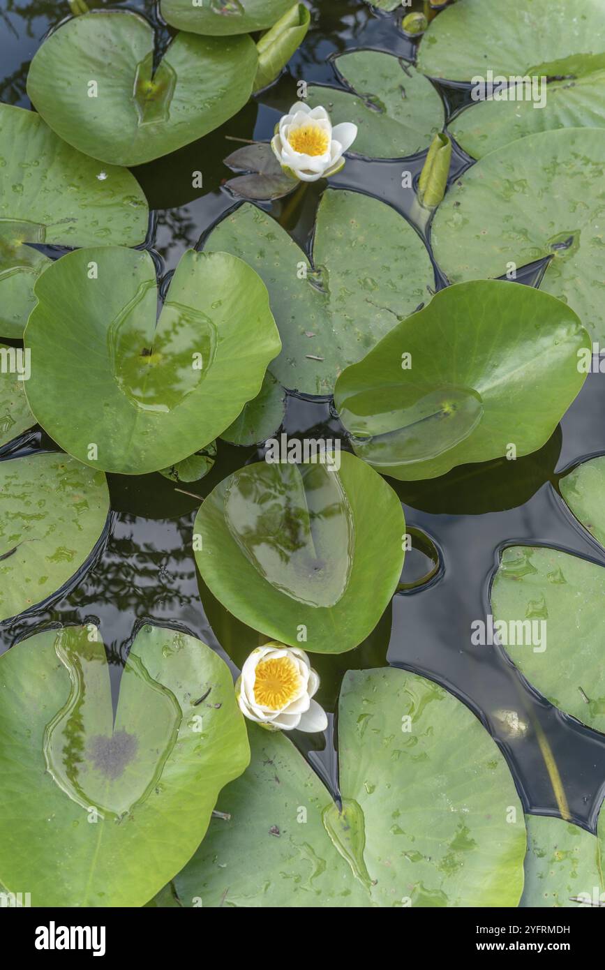 Water lilies in bloom in garden in spring. Alsace, France, Europe Stock ...