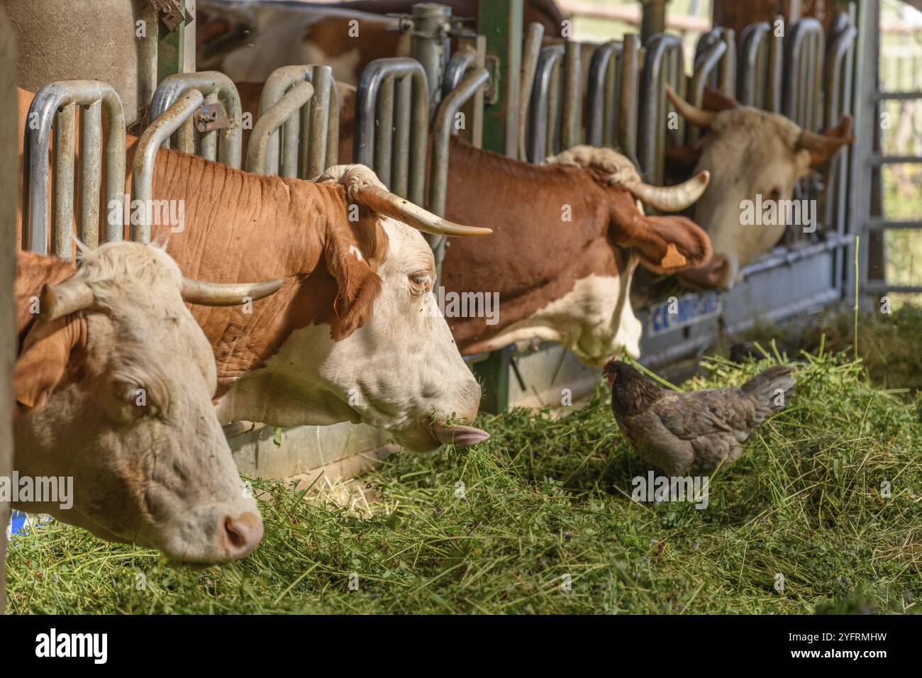 Cows on farm in paddock hi-res stock photography and images - Alamy