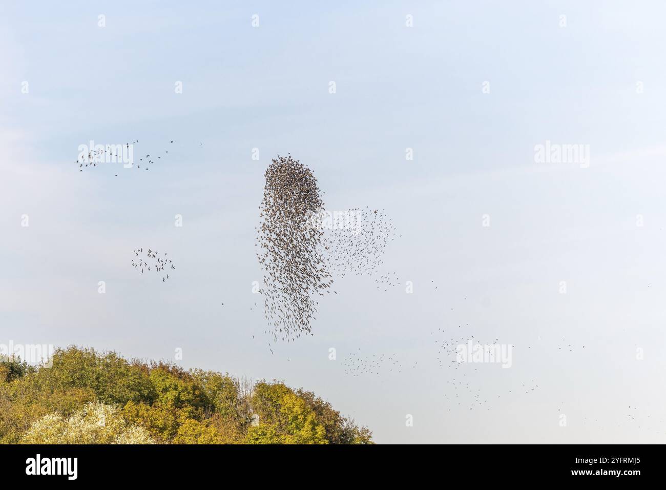 Cloud of starlings sublime choreography starlings birds followed by a raptor. France Stock Photo ...